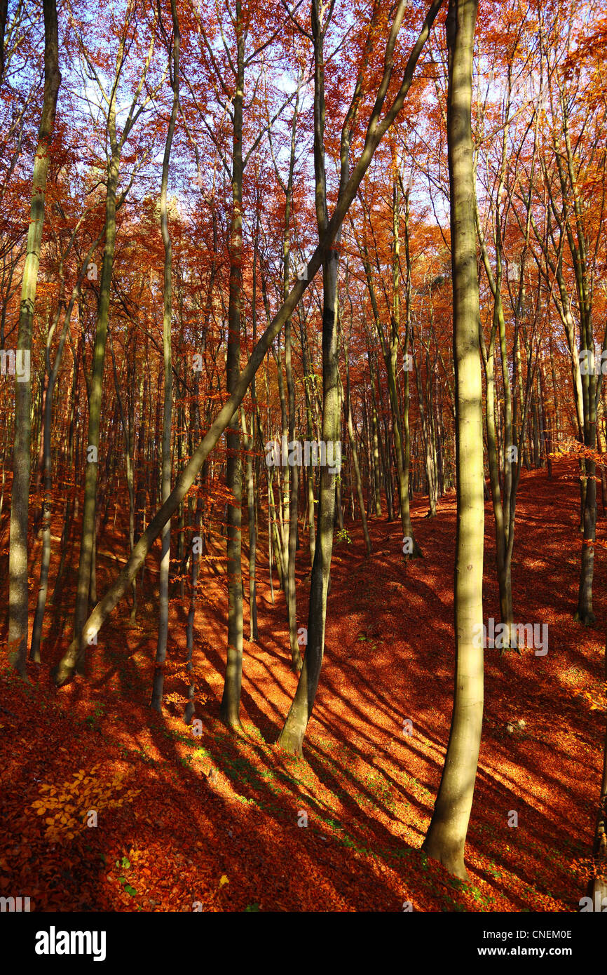 Fall in Park beautiful autumn yellow wood tree Stock Photo - Alamy