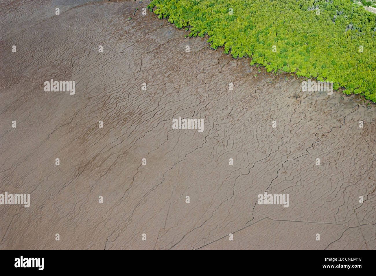 Mangrove forest mud flats along hi-res stock photography and images - Alamy