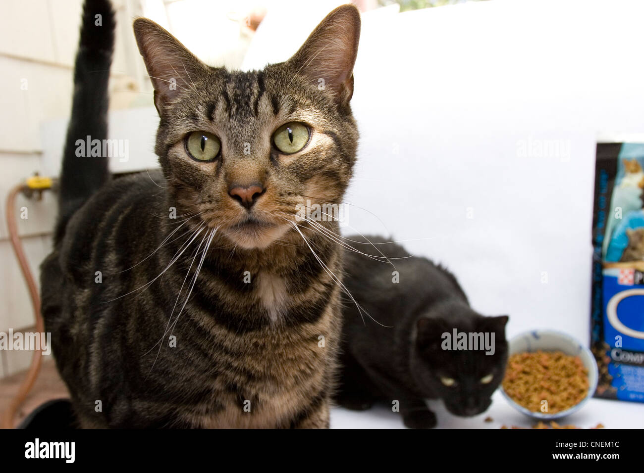 Domestic House Cats