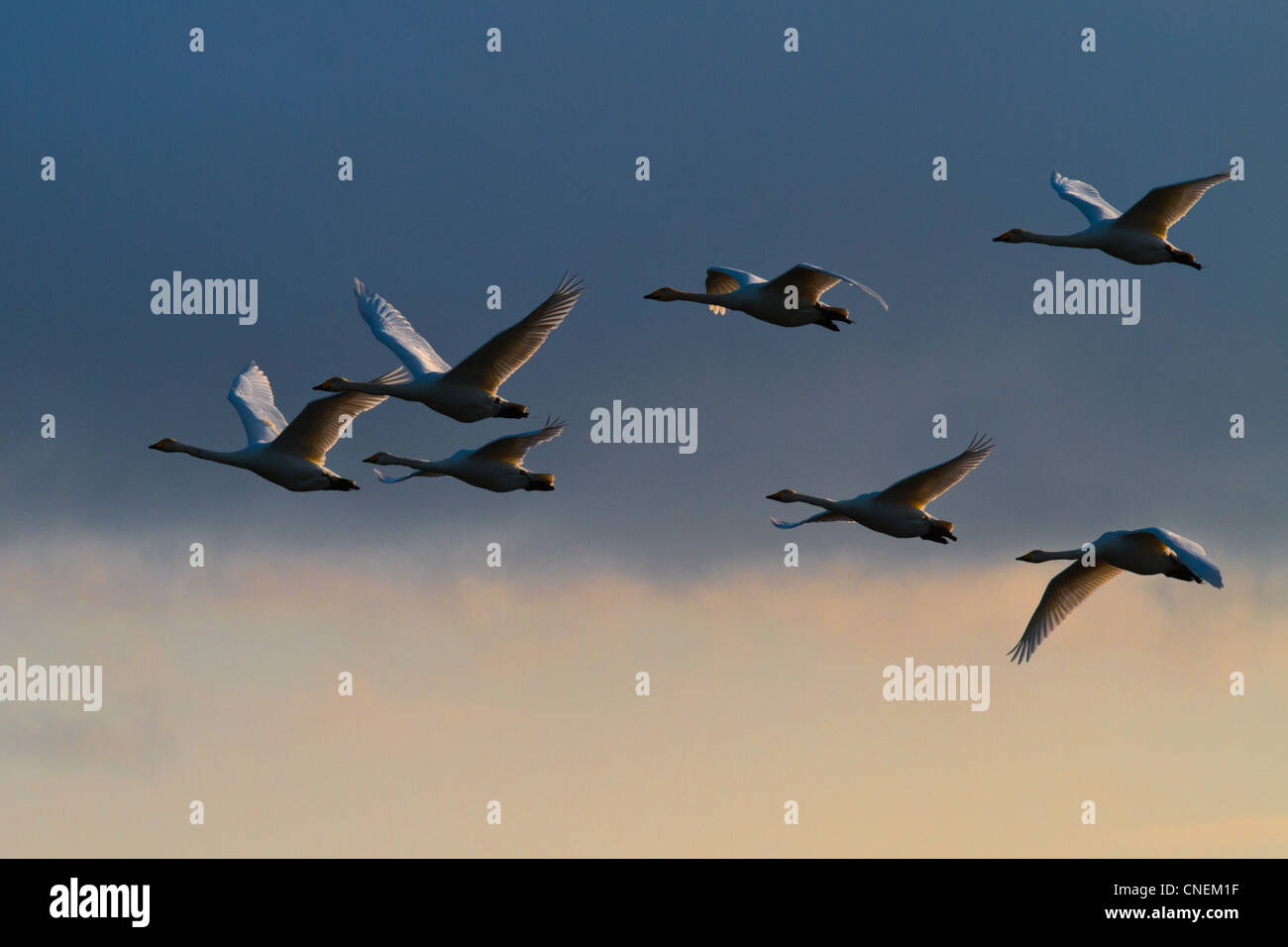 Flying swans hi-res stock photography and images - Alamy