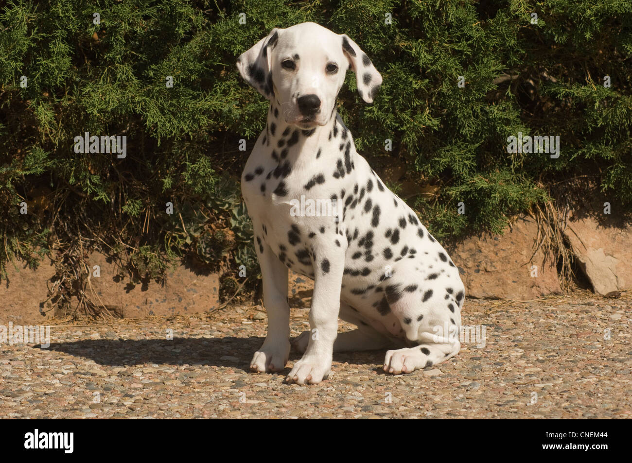 Dalmation puppy sitting in driveway Stock Photo - Alamy