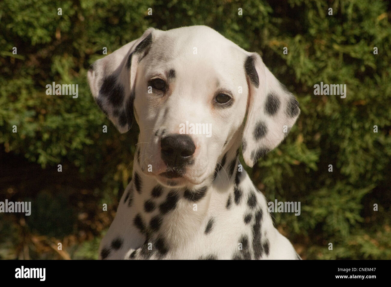 Dalmation Spots High Resolution Stock Photography and Images - Alamy