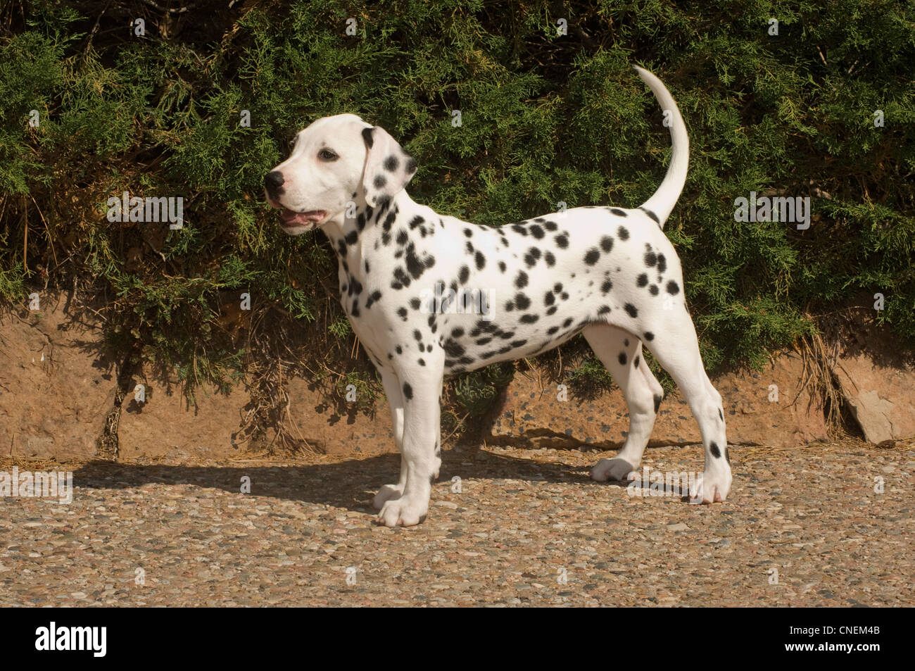 Dalmation puppy standing on driveway Stock Photo - Alamy