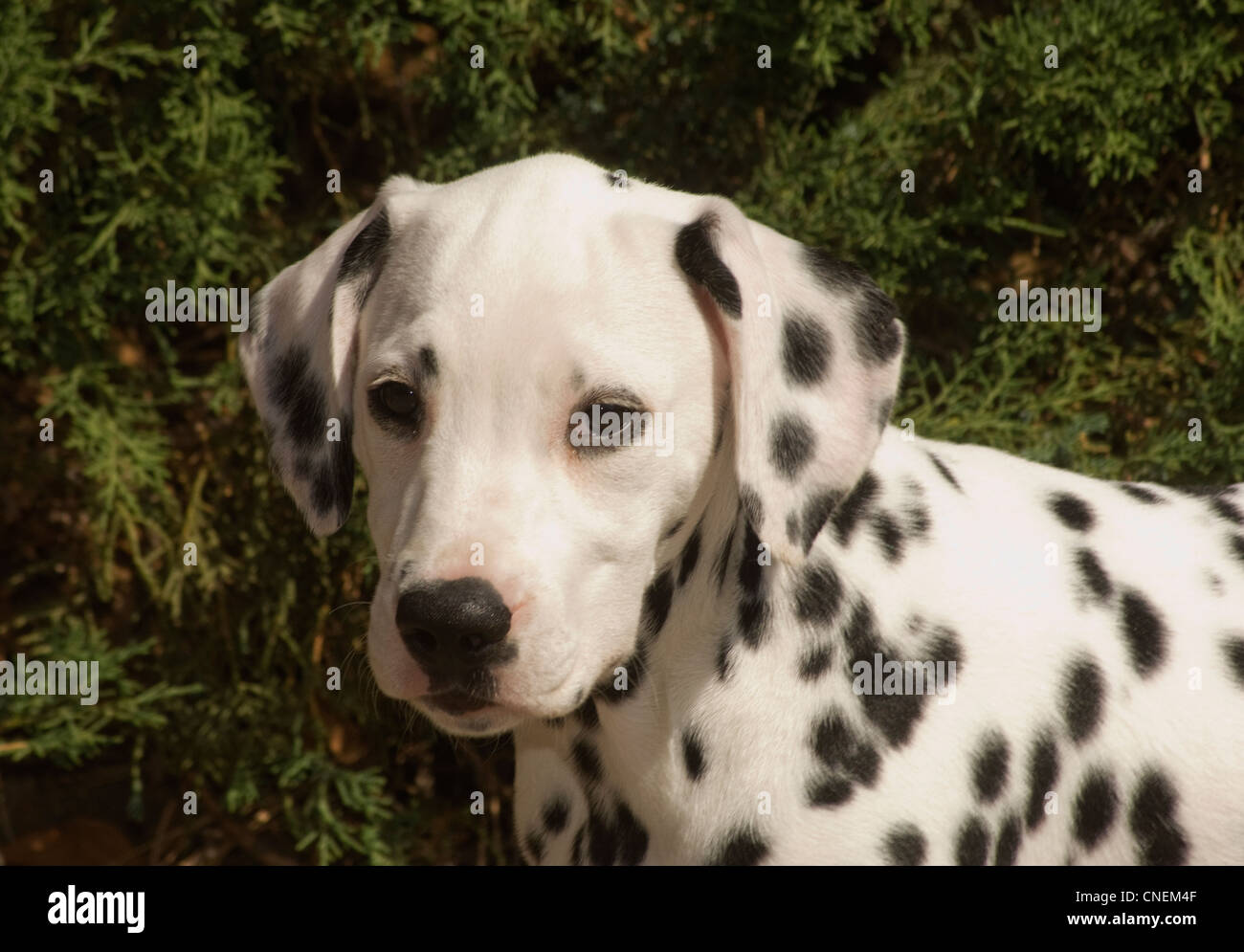 Dalmation Spots High Resolution Stock Photography and Images - Alamy