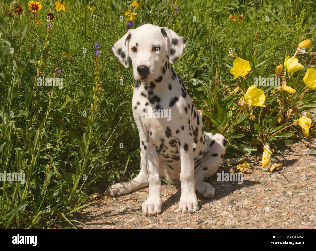 Dalmation puppy sitting by flowers Stock Photo - Alamy