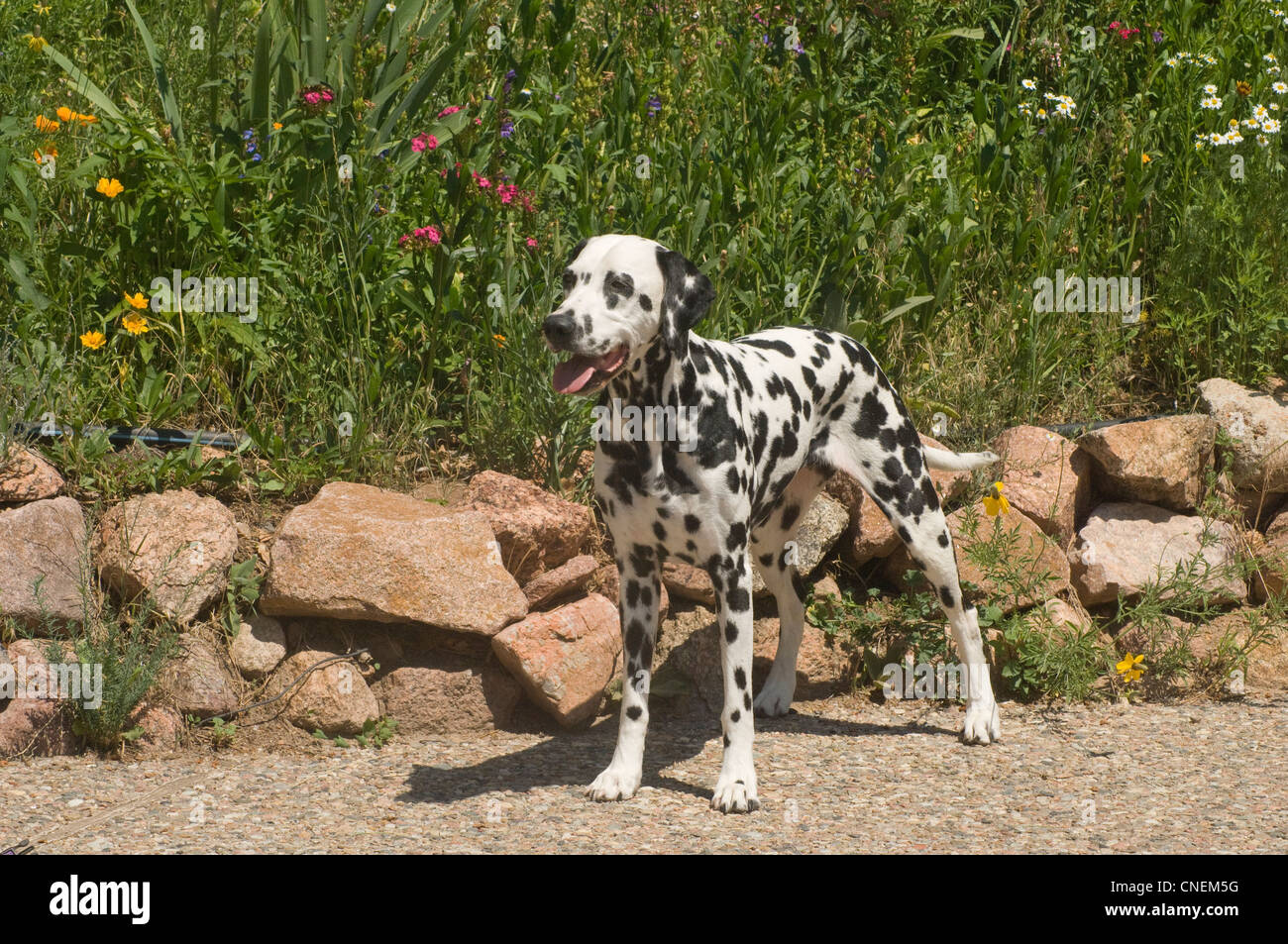 Dalmation spots hi-res stock photography and images - Alamy