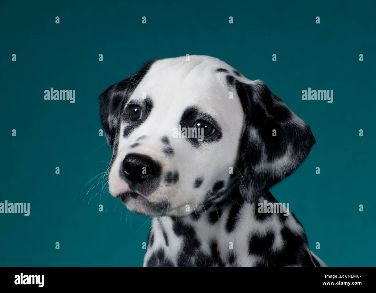 Dalmation High Resolution Stock Photography and Images - Alamy