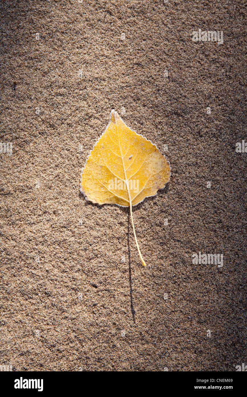 Fallen Leaf in sand Stock Photo - Alamy