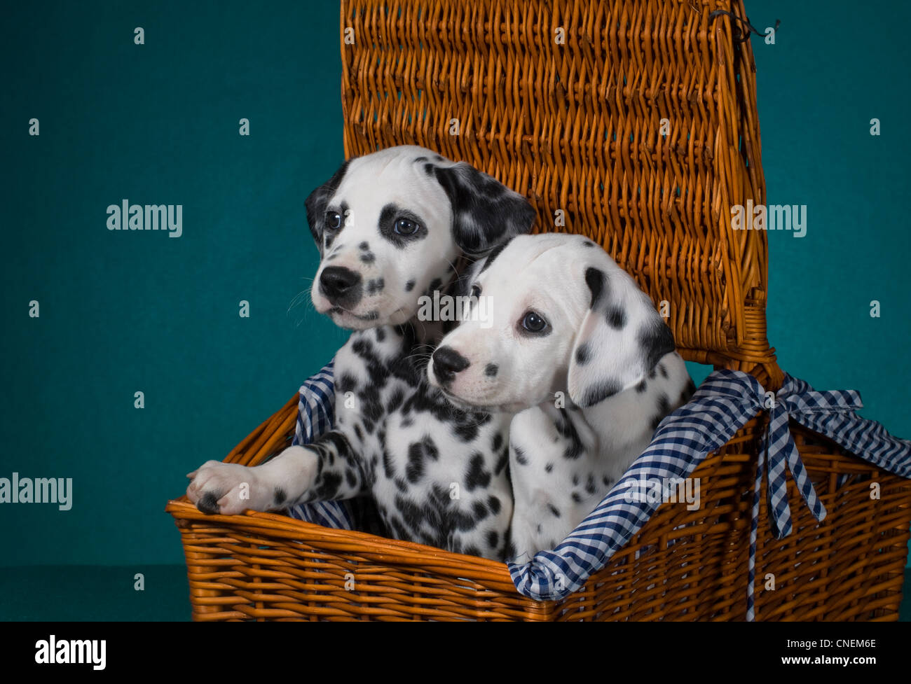 Dalmation Puppies High Resolution Stock Photography and Images - Alamy