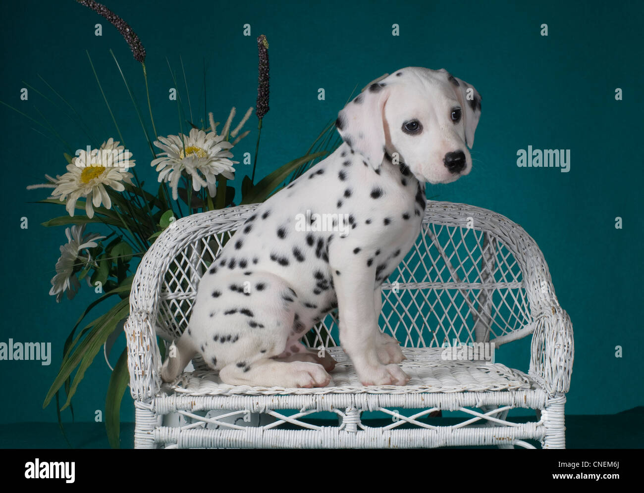 Dalmation puppy sitting on wicker chair Stock Photo - Alamy