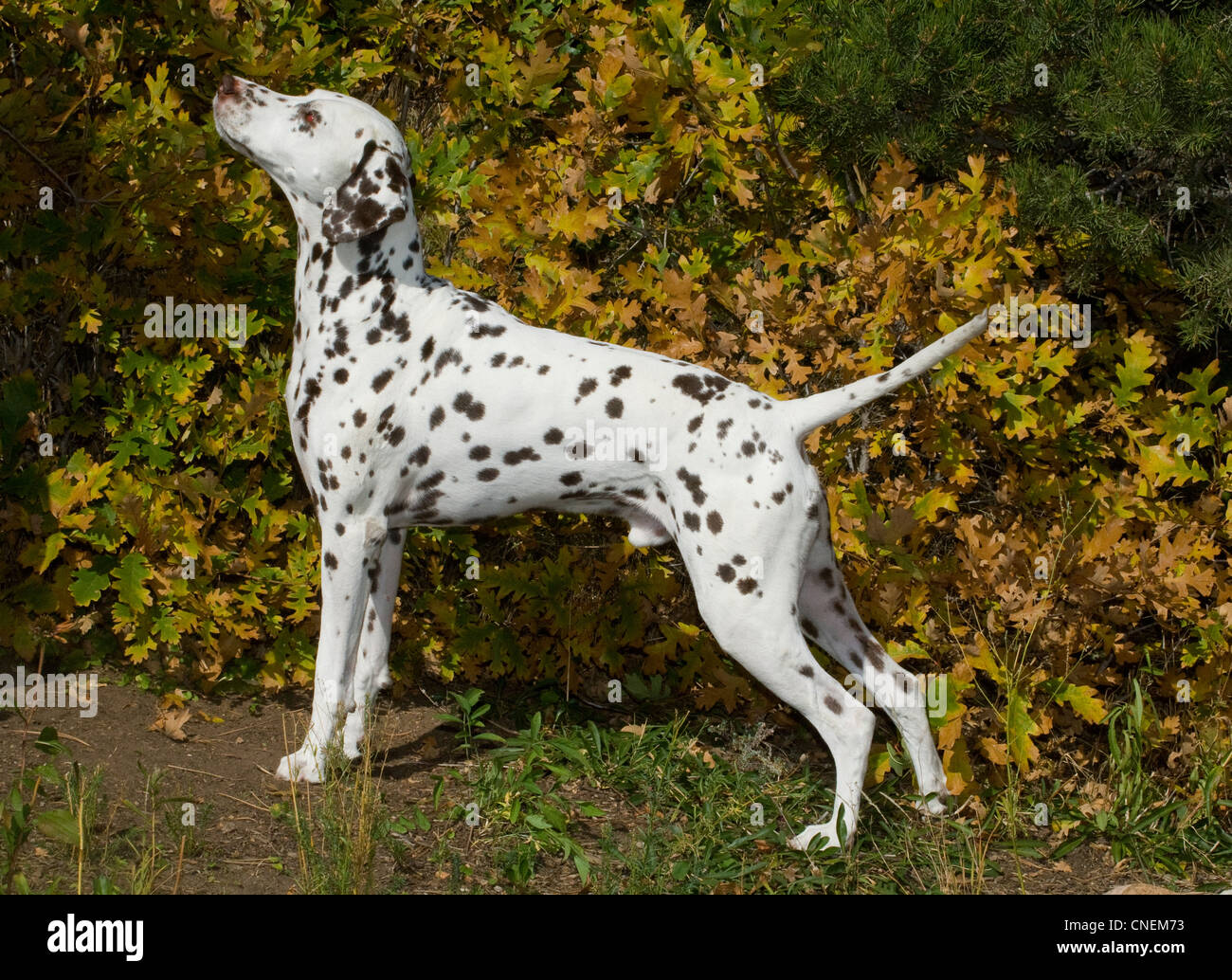 Dalmation spots hi-res stock photography and images - Alamy