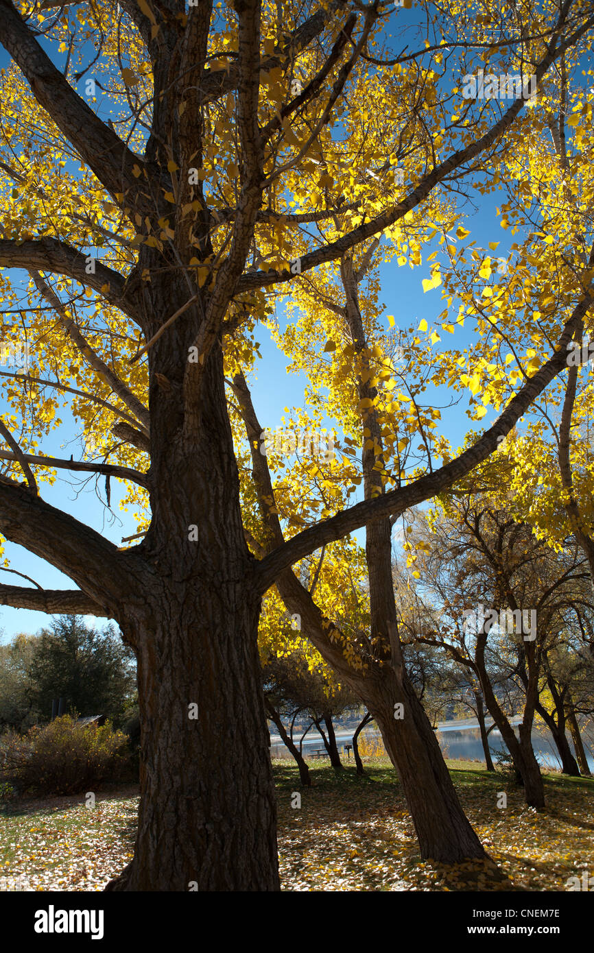 Leaf Leaves Sky Tree Trees Yellow Stock Photo - Alamy