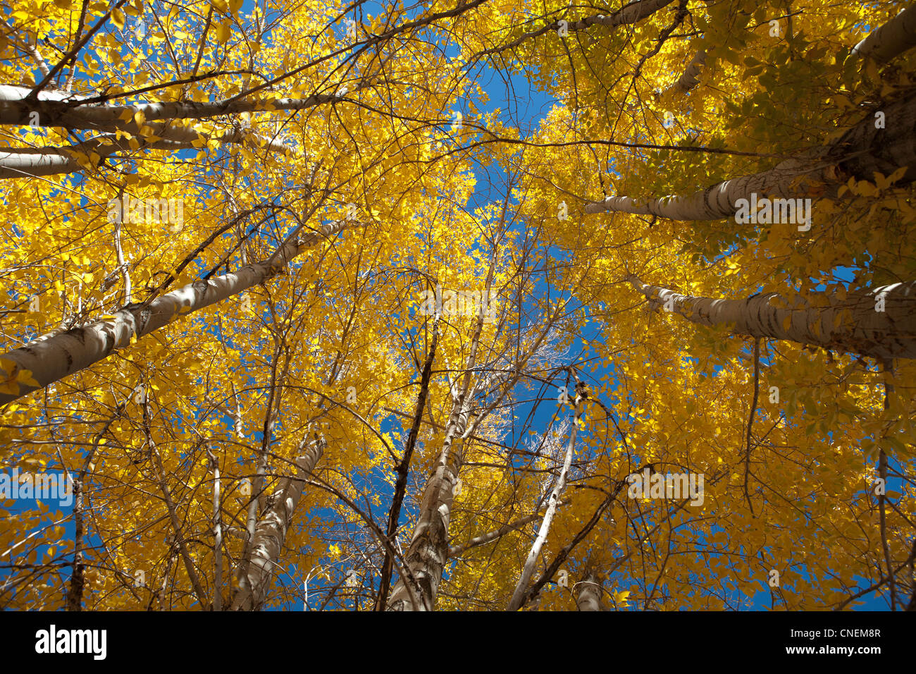 Leaf Leaves Sky Tree Trees Yellow Stock Photo - Alamy