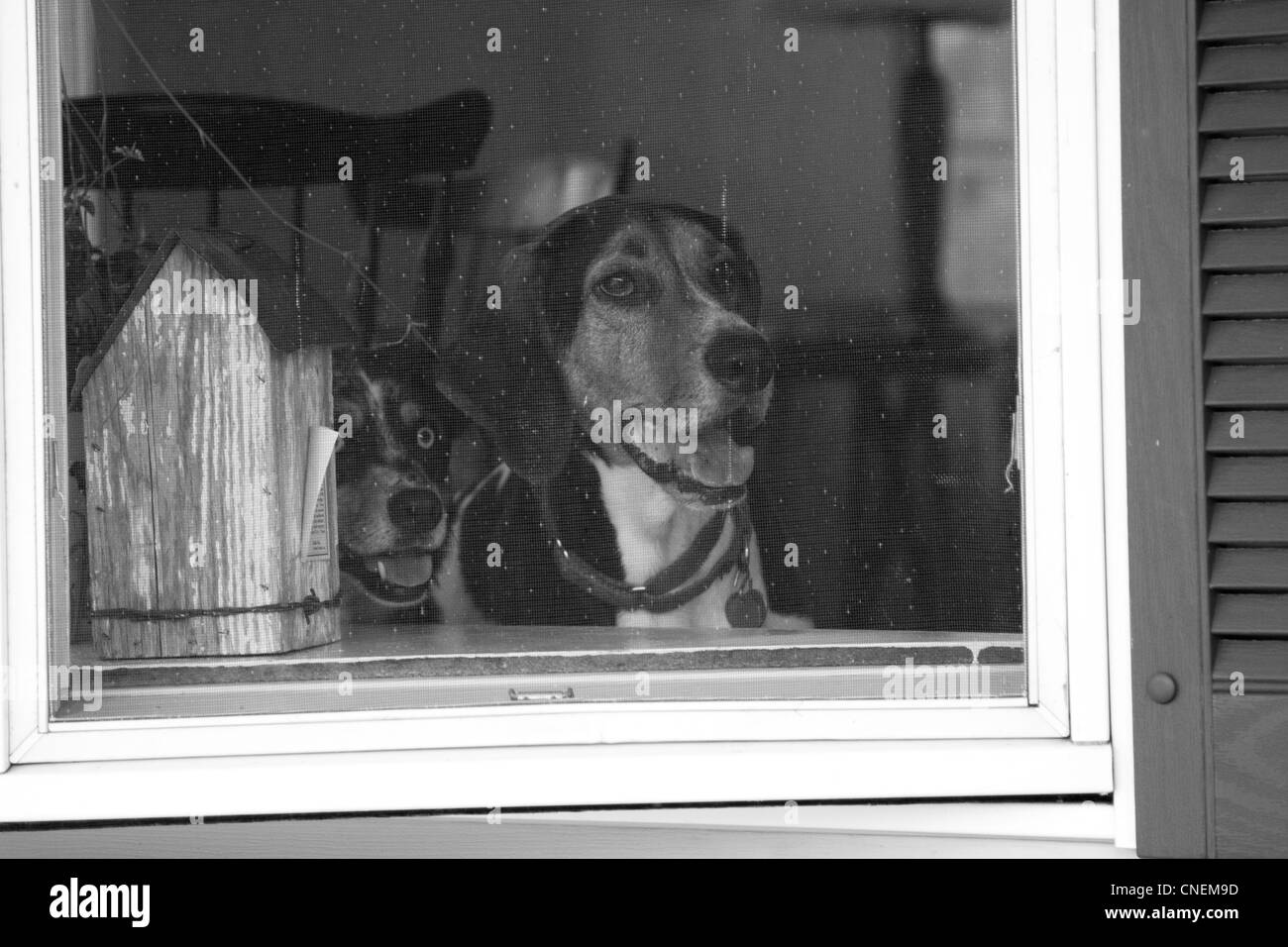 Two dogs looking out window, hound dog and blue healer Stock Photo - Alamy