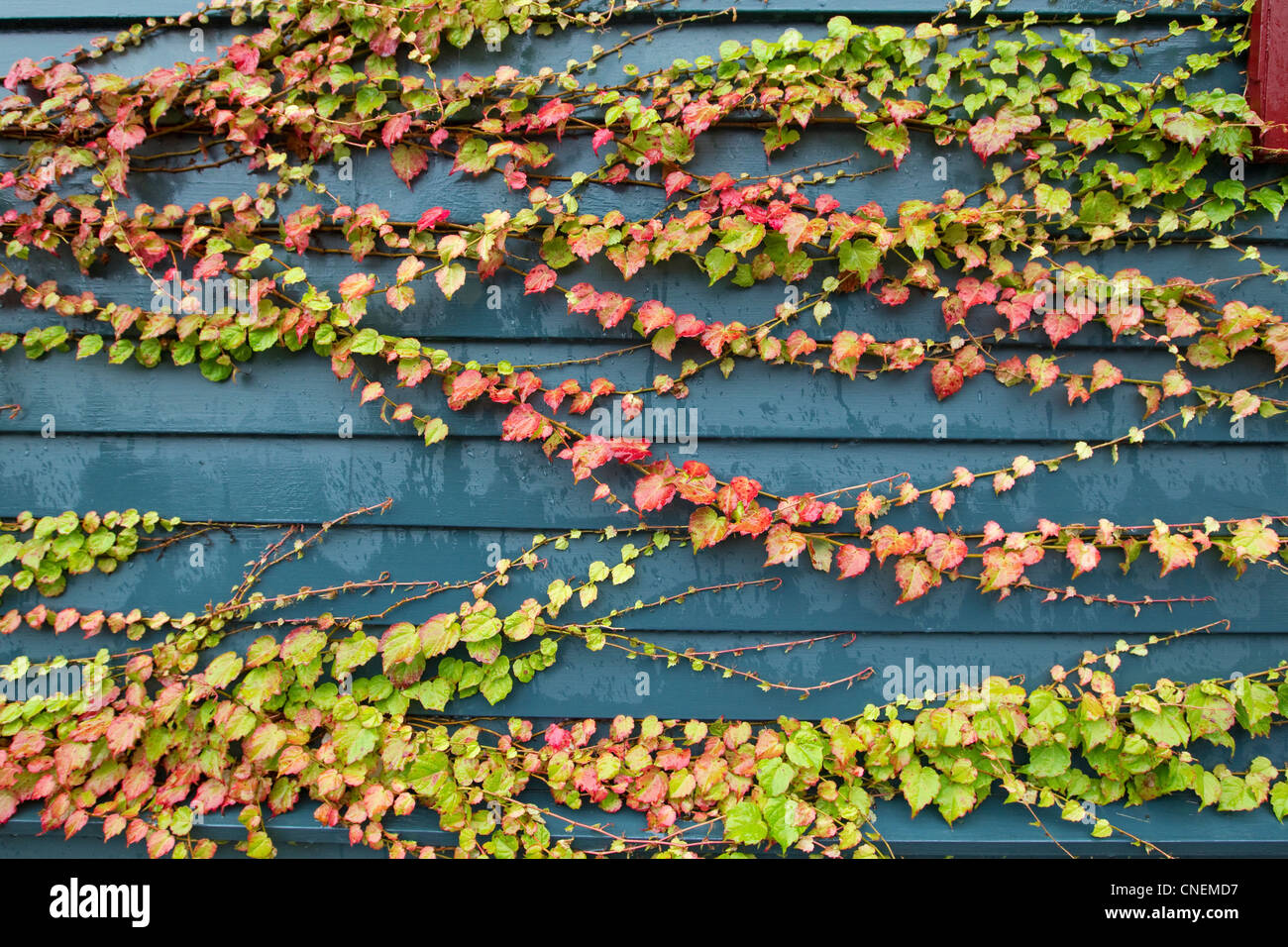 Vines on wall hi-res stock photography and images - Alamy