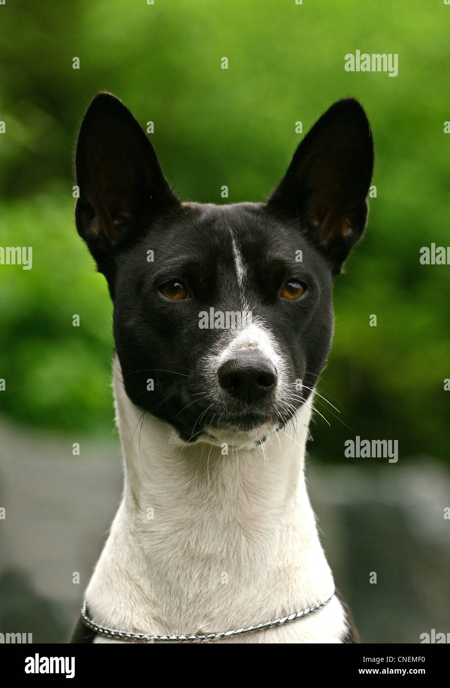 Basenji cross hi-res stock photography and images - Alamy