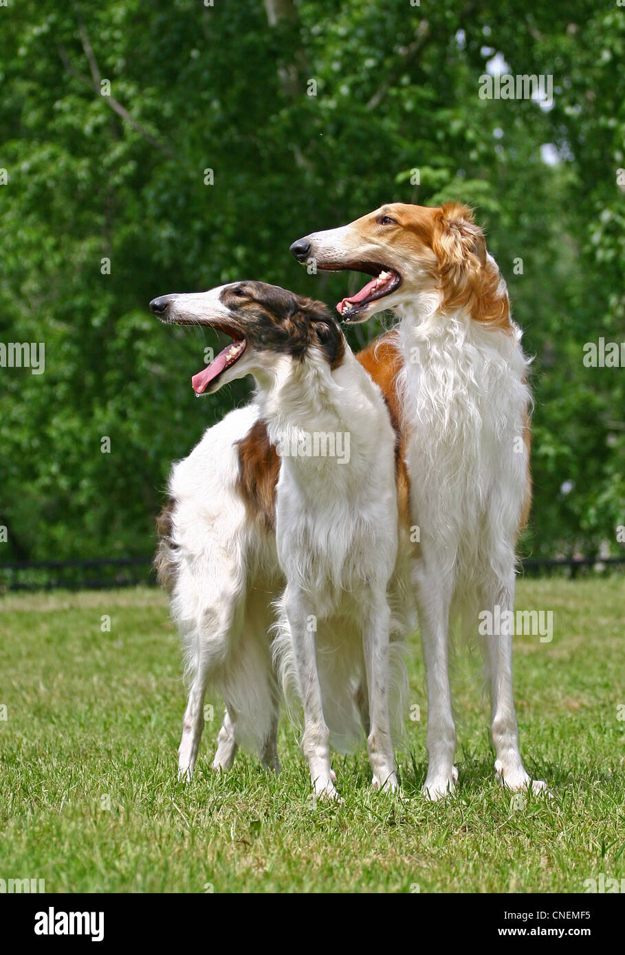 Two russian borzoi dogs Stock Photo - Alamy