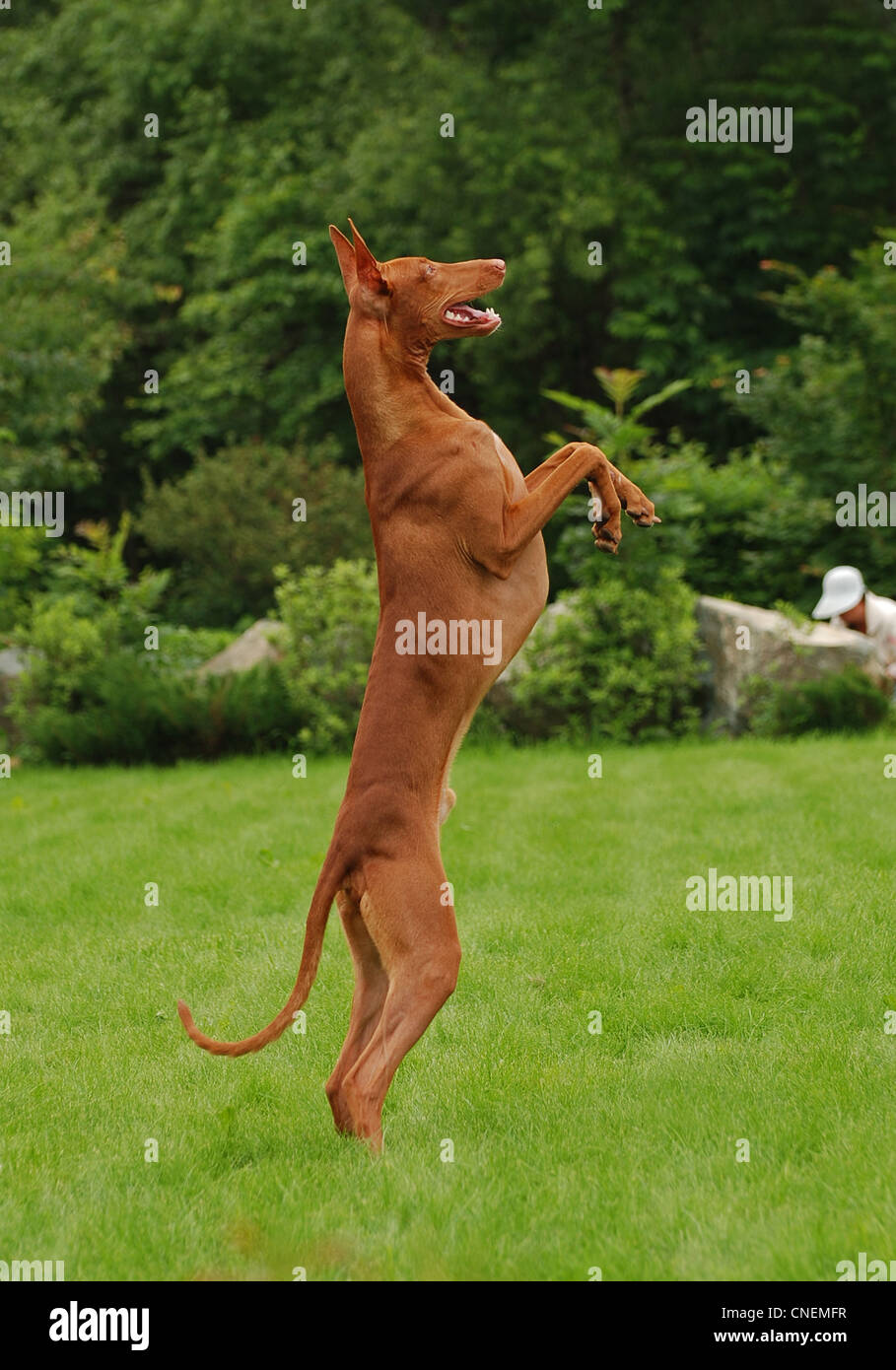 Ibizan Hound Jumping