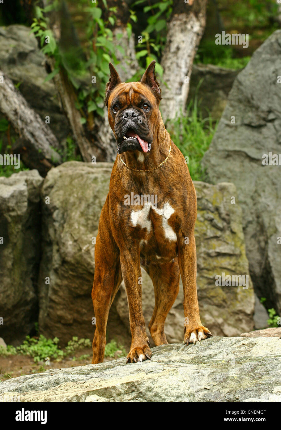 Boxer dog in stones park Stock Photo - Alamy