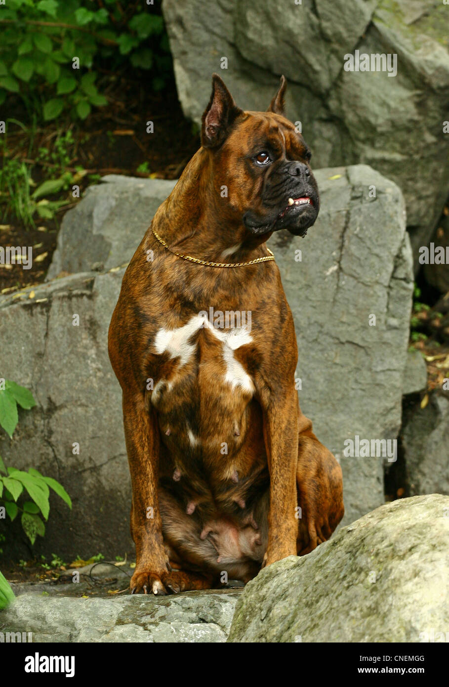 Boxer dog sitting in stones park Stock Photo - Alamy