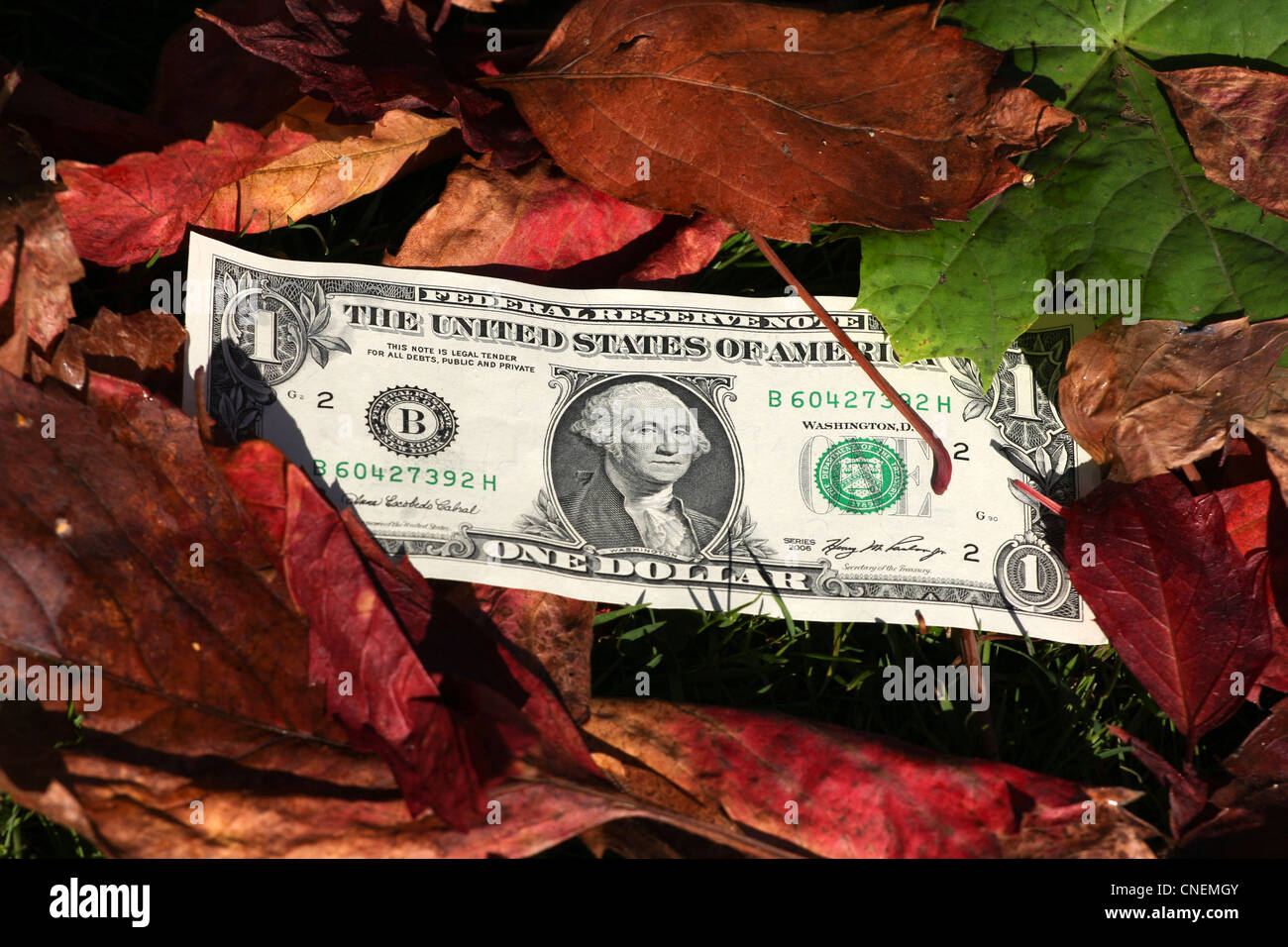 One dollar bills sitting on a fall leaf background, money Stock Photo ...