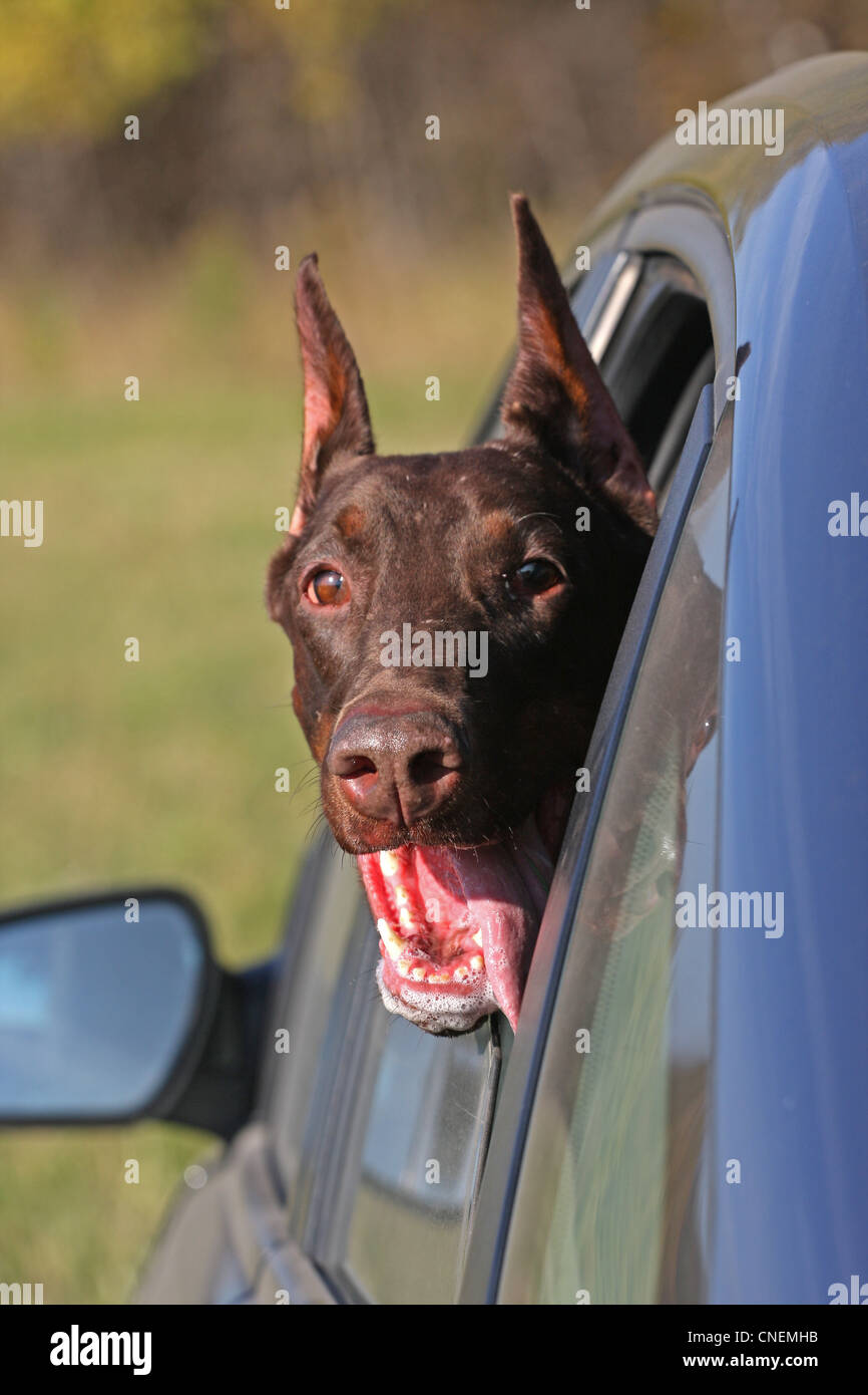 Do Dogs Get High From Sticking Their Head Out The Window