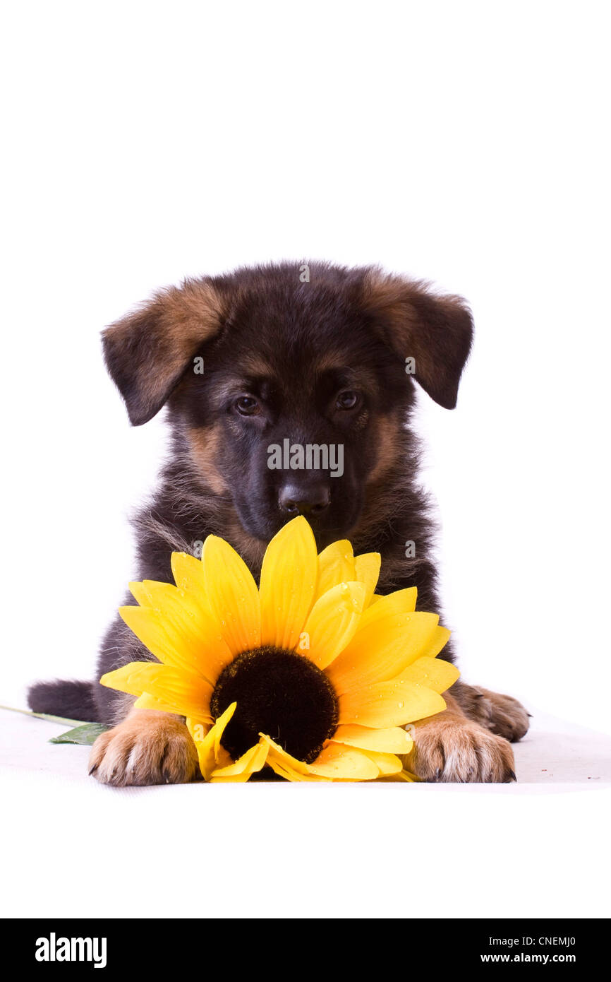Sunflower Dog Sunflower Printing Dog Costume Cute Adorable, Breathable