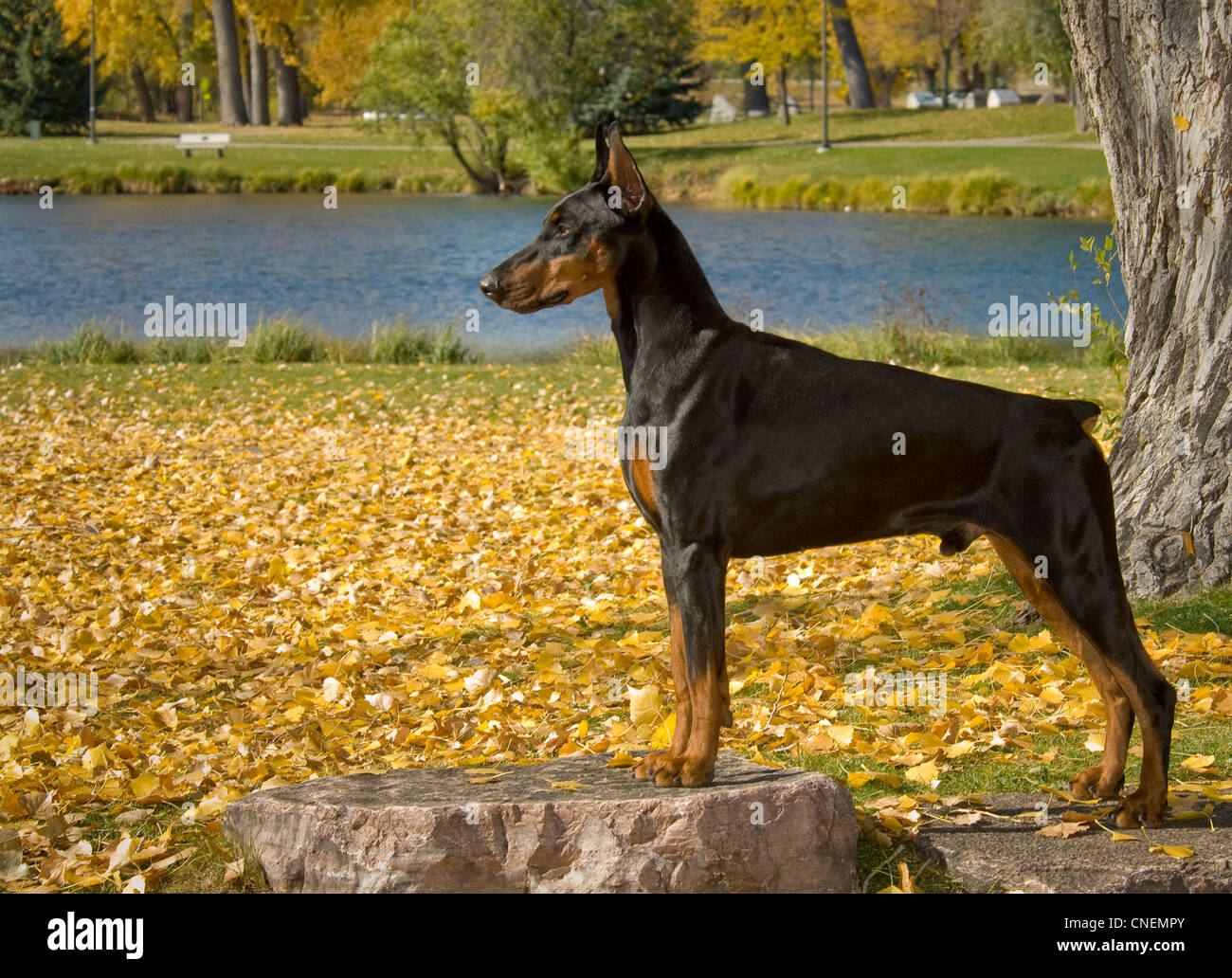 Doberman Pinscher standing with paws on stump Stock Photo - Alamy
