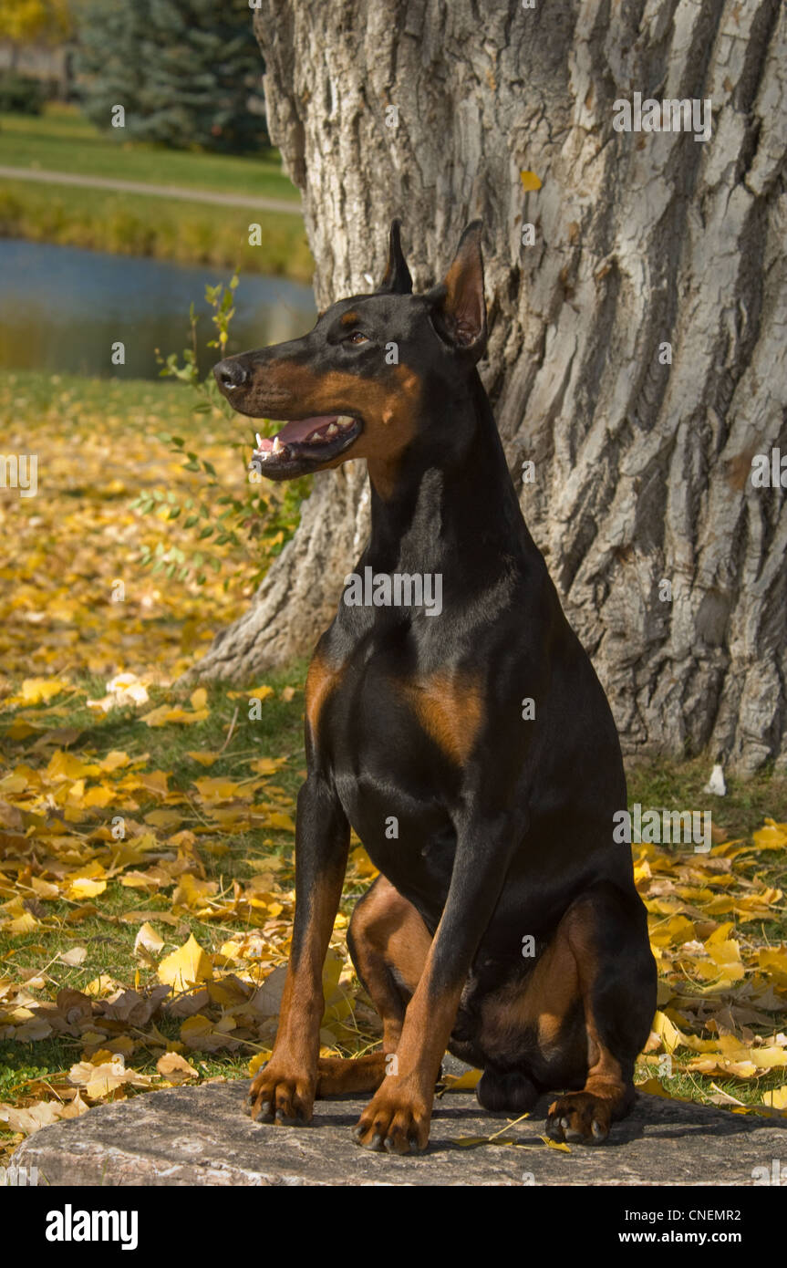 Doberman pinscher sitting on hi-res stock photography and images - Alamy