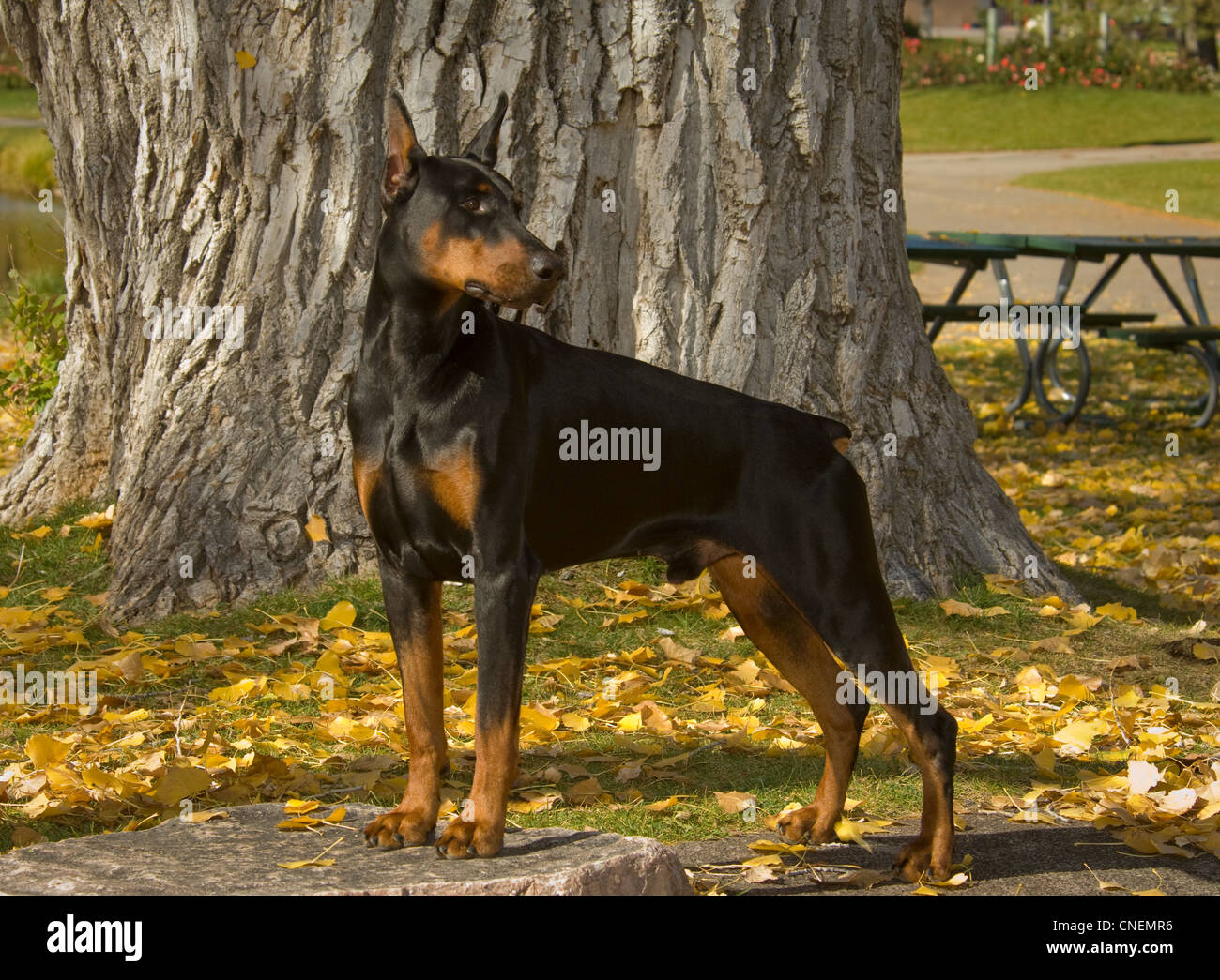 Doberman standing hi-res stock photography and images - Alamy