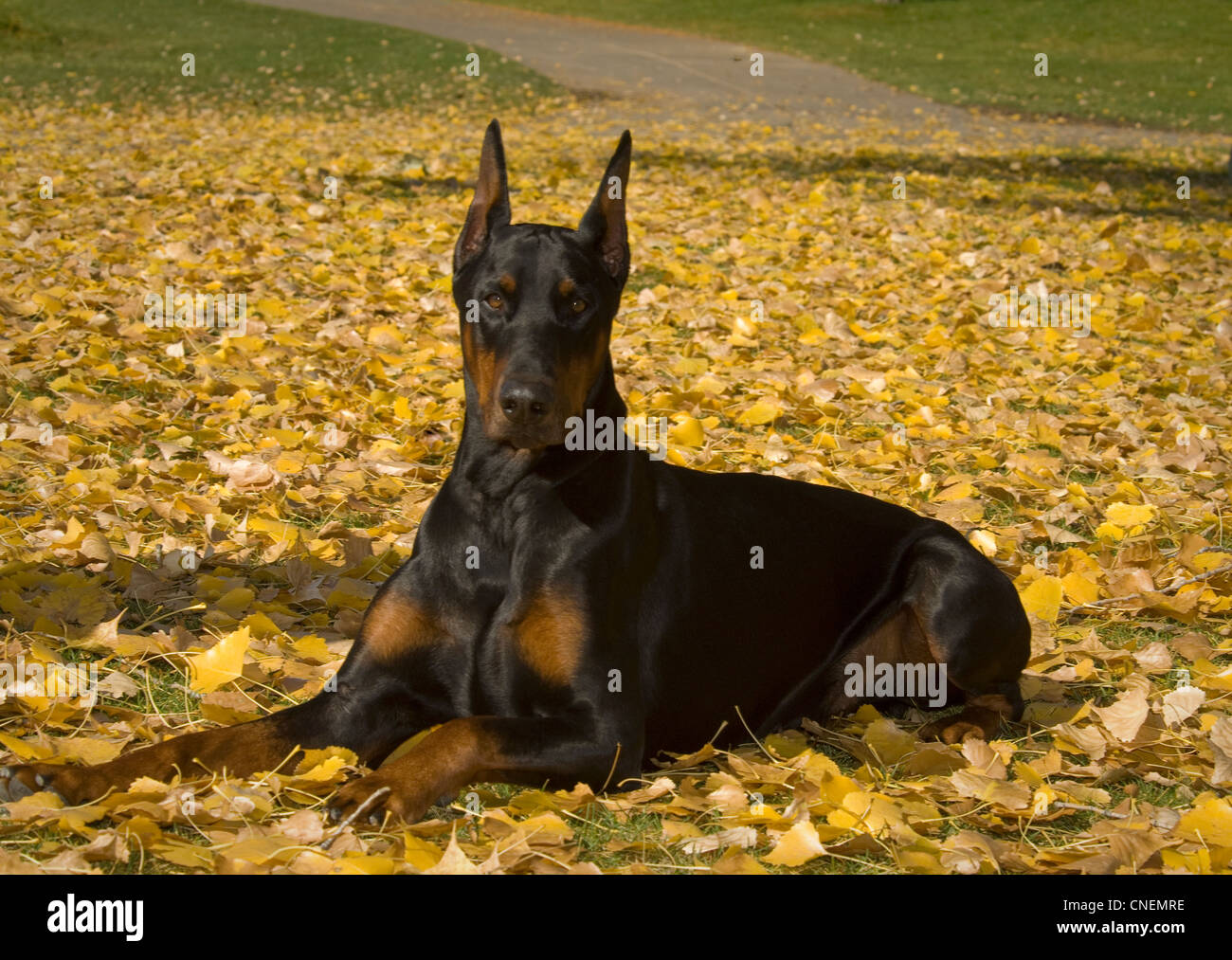 Page 3 - Doberman High Resolution Stock Photography and Images - Alamy
