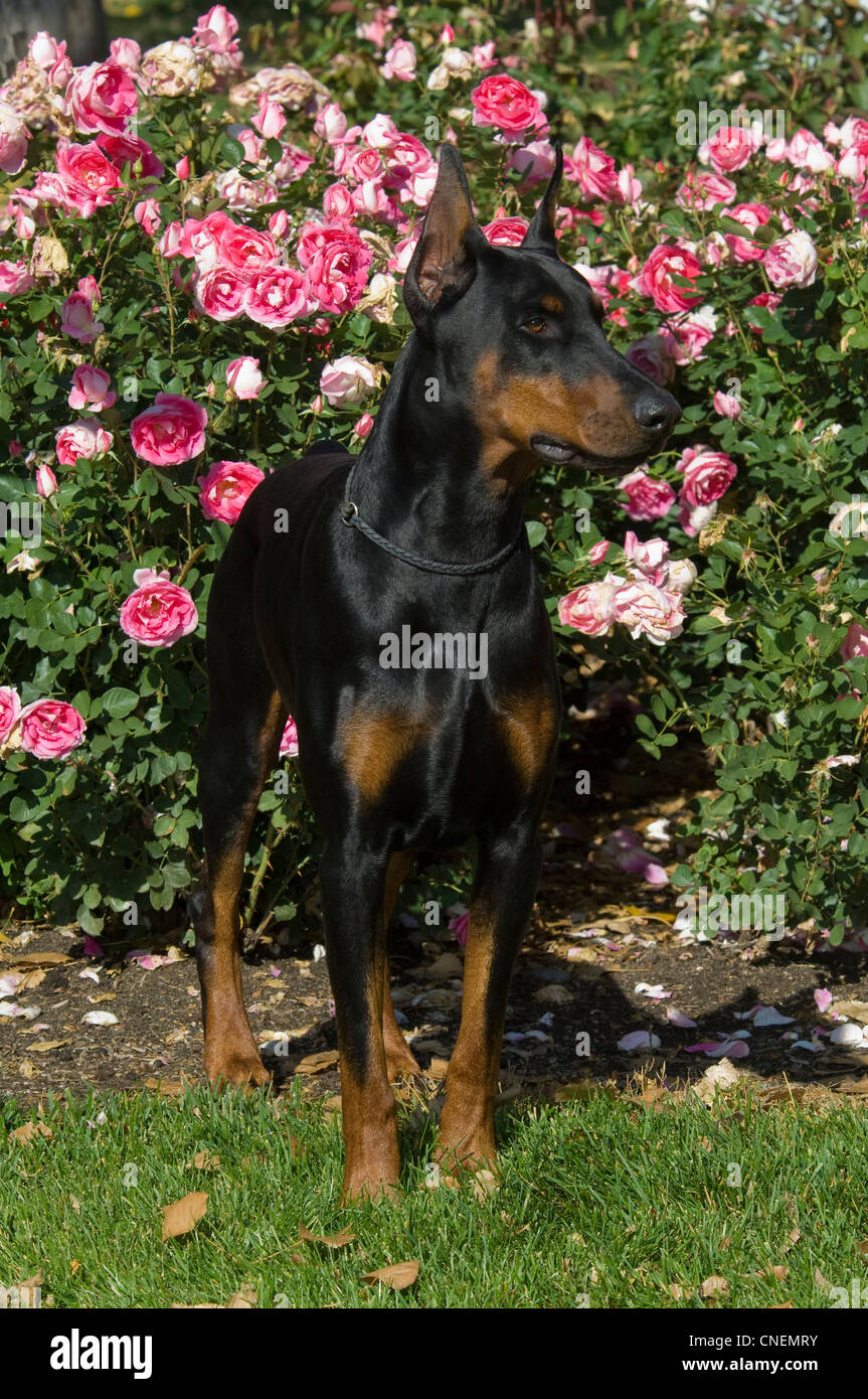 Doberman pinscher standing in front hi-res stock photography and images ...