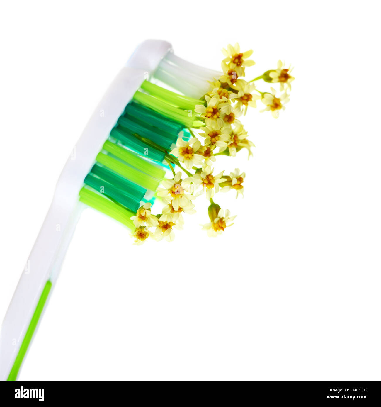 Toothbrush with flowers isolated on white background, conceptual image ...