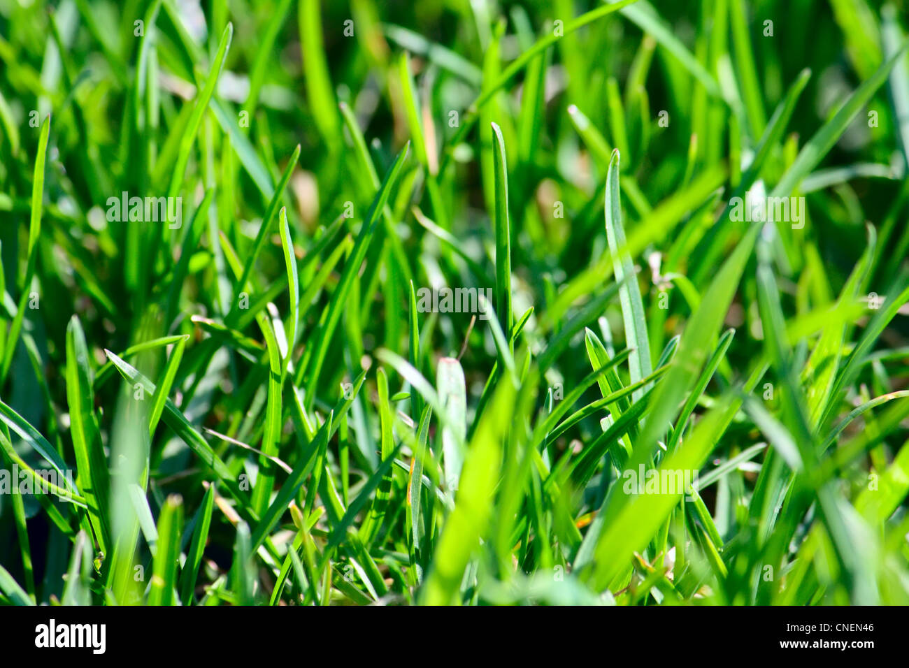 Field with a green grass Stock Photo - Alamy