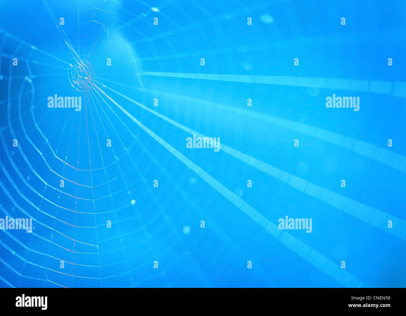 Spiderweb, blue cobweb background pattern, selective focus, extreme ...