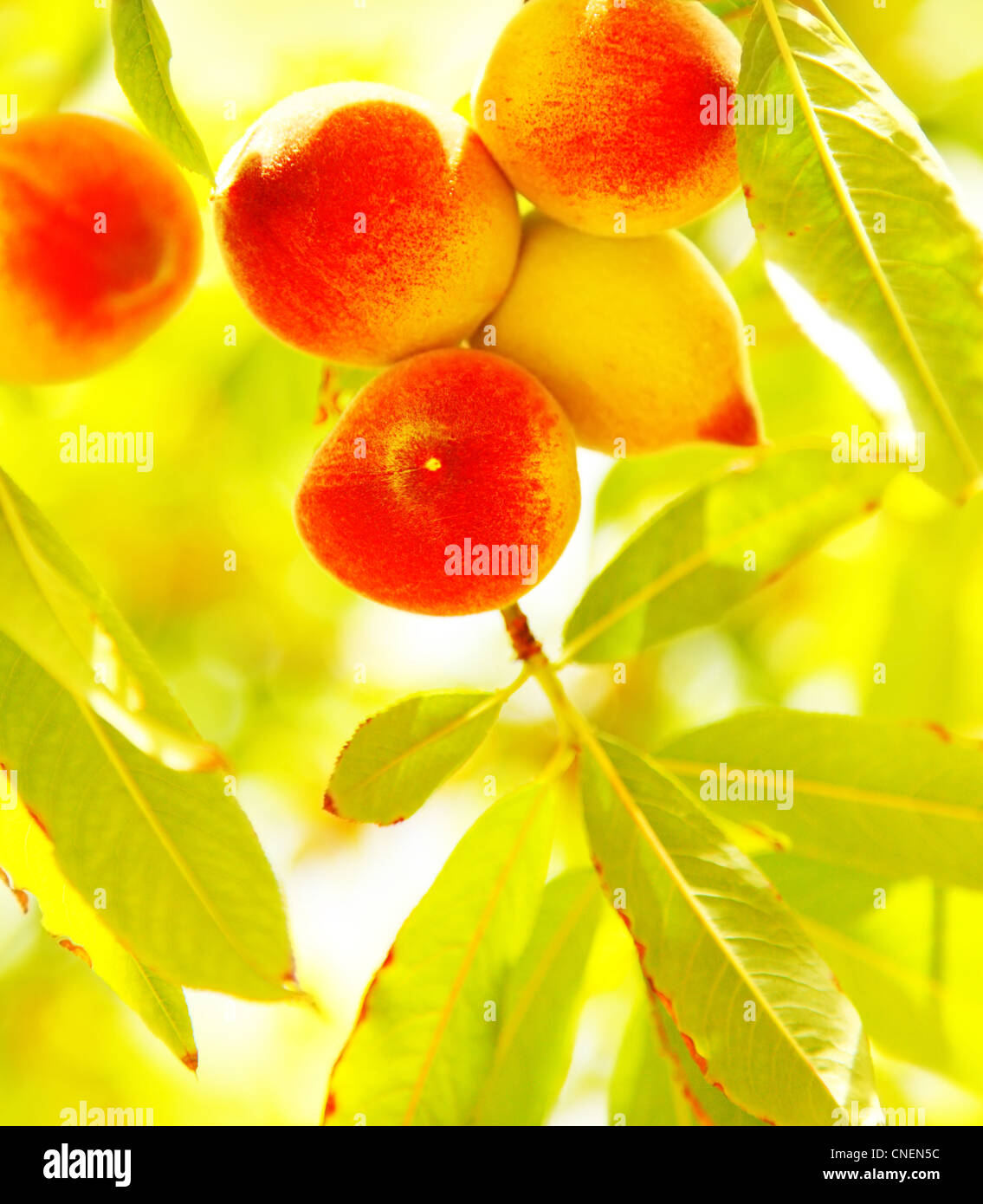 Sunny fruitful trees hi-res stock photography and images - Alamy