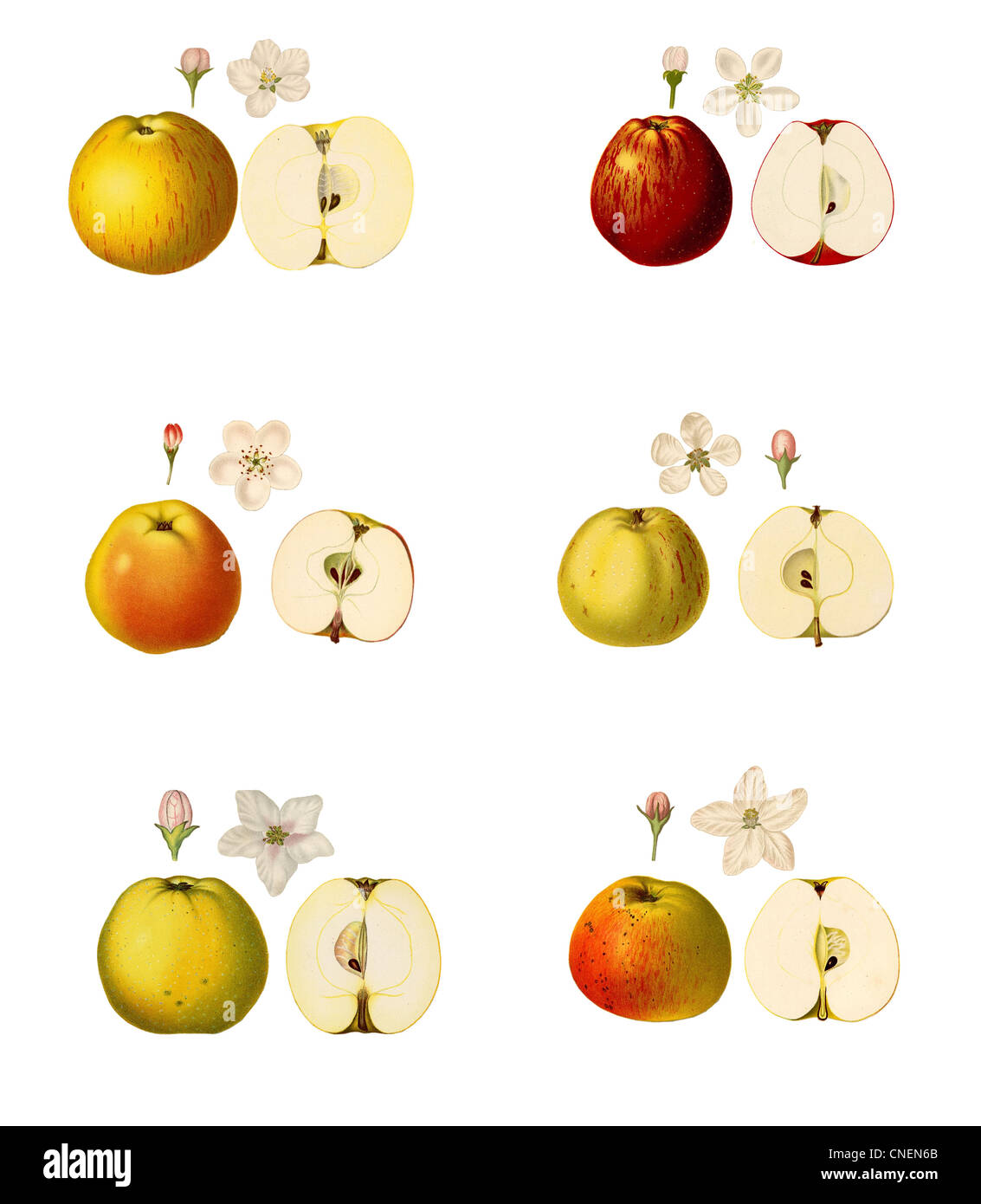 Collage with illustrations of apple varieties without captions ...