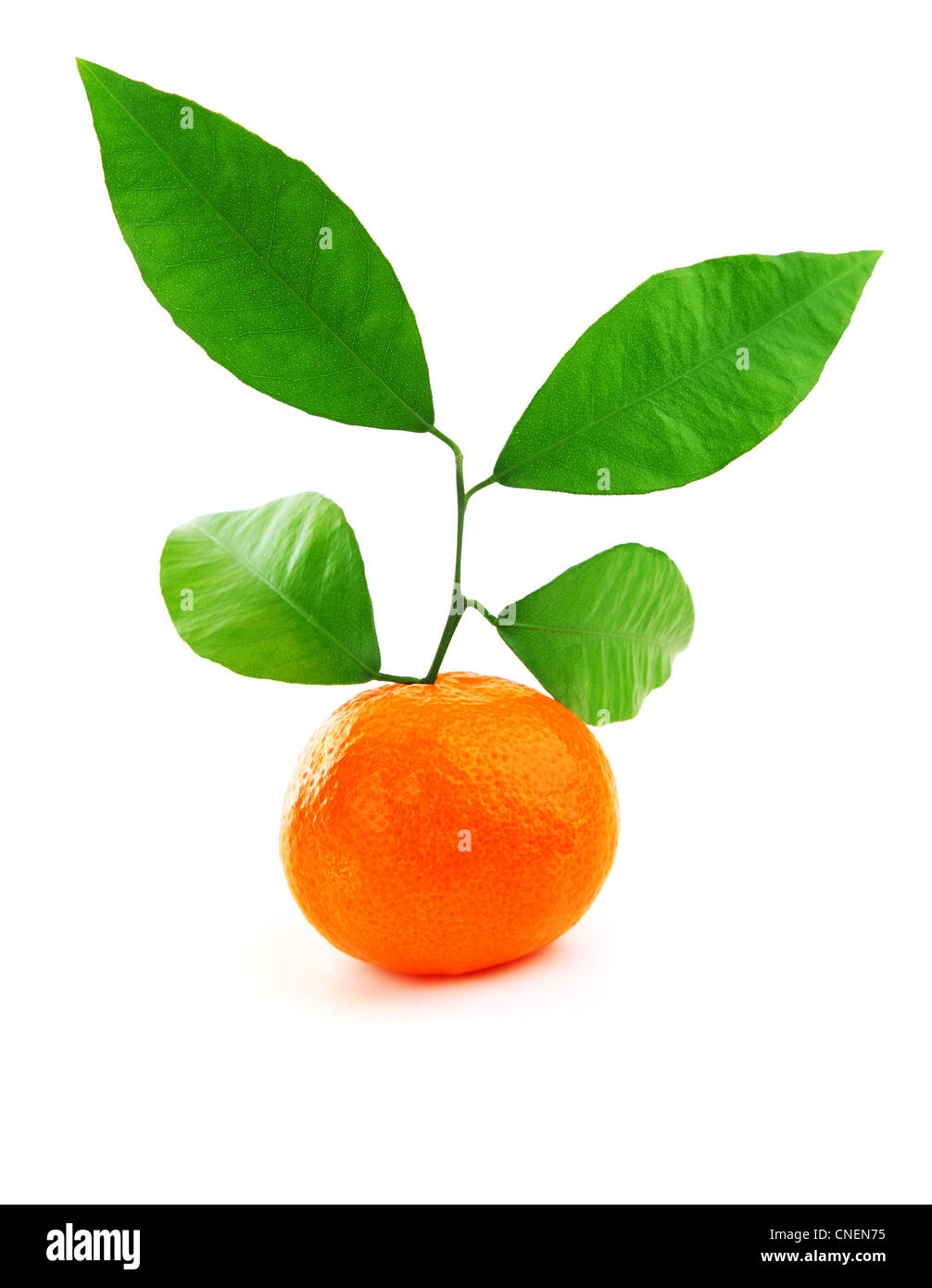 Ripe fresh mandarin with leaves isolated on white background Stock ...