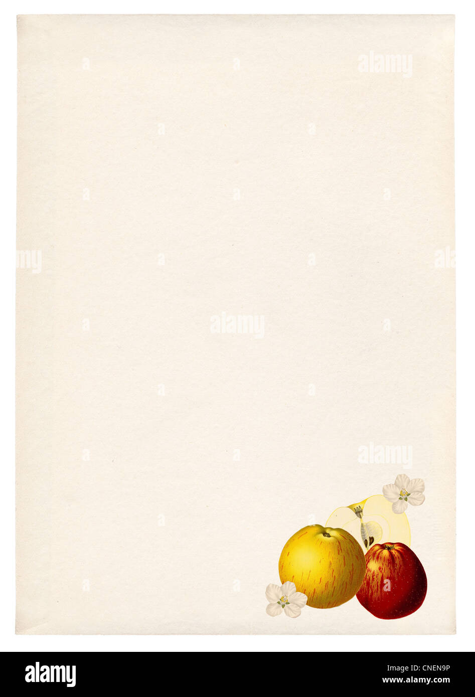 Illustrations of apple varieties in historic style on old paper Stock ...