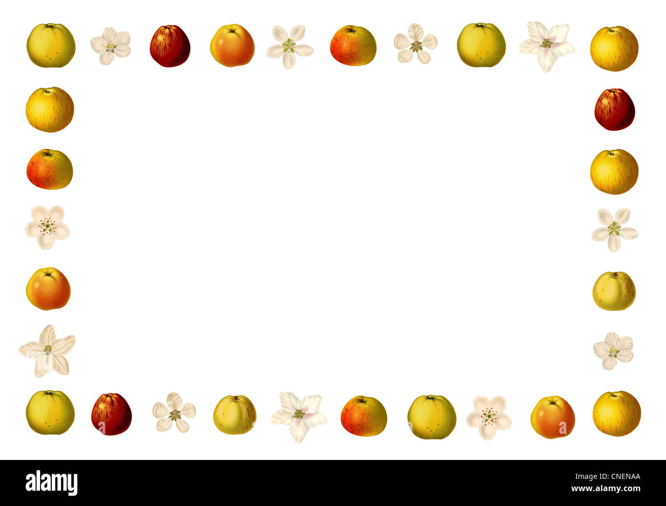 Frame with illustrations of apple varieties and apple blossoms in ...