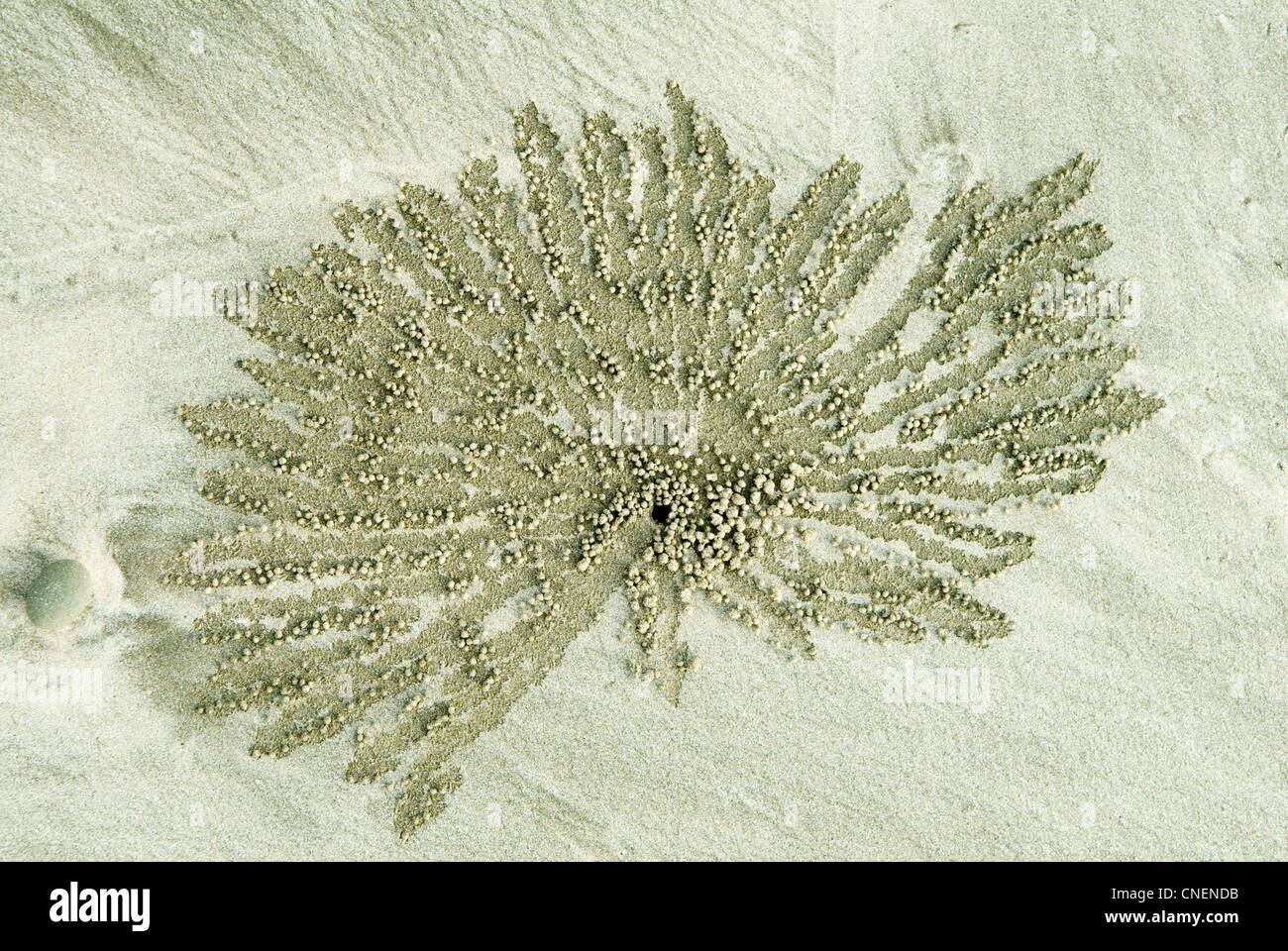 sand crab crabs beach pattern HOMER SYKES Stock Photo - Alamy