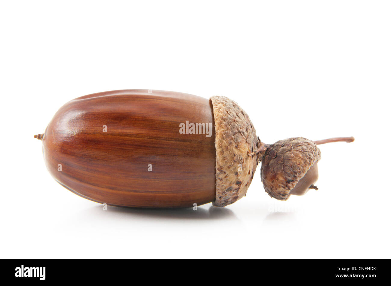 Acorn on white background Stock Photo - Alamy