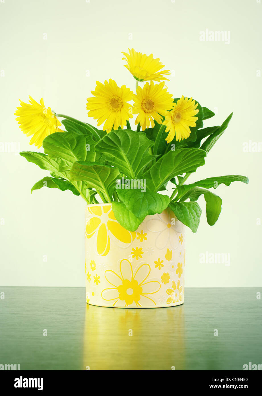 Flower in a pot Stock Photo - Alamy