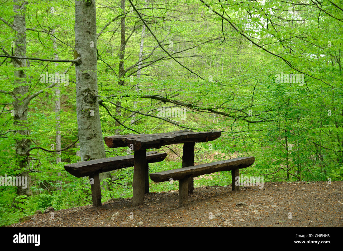 Wooden bench by walking path in green forest Stock Photo - Alamy
