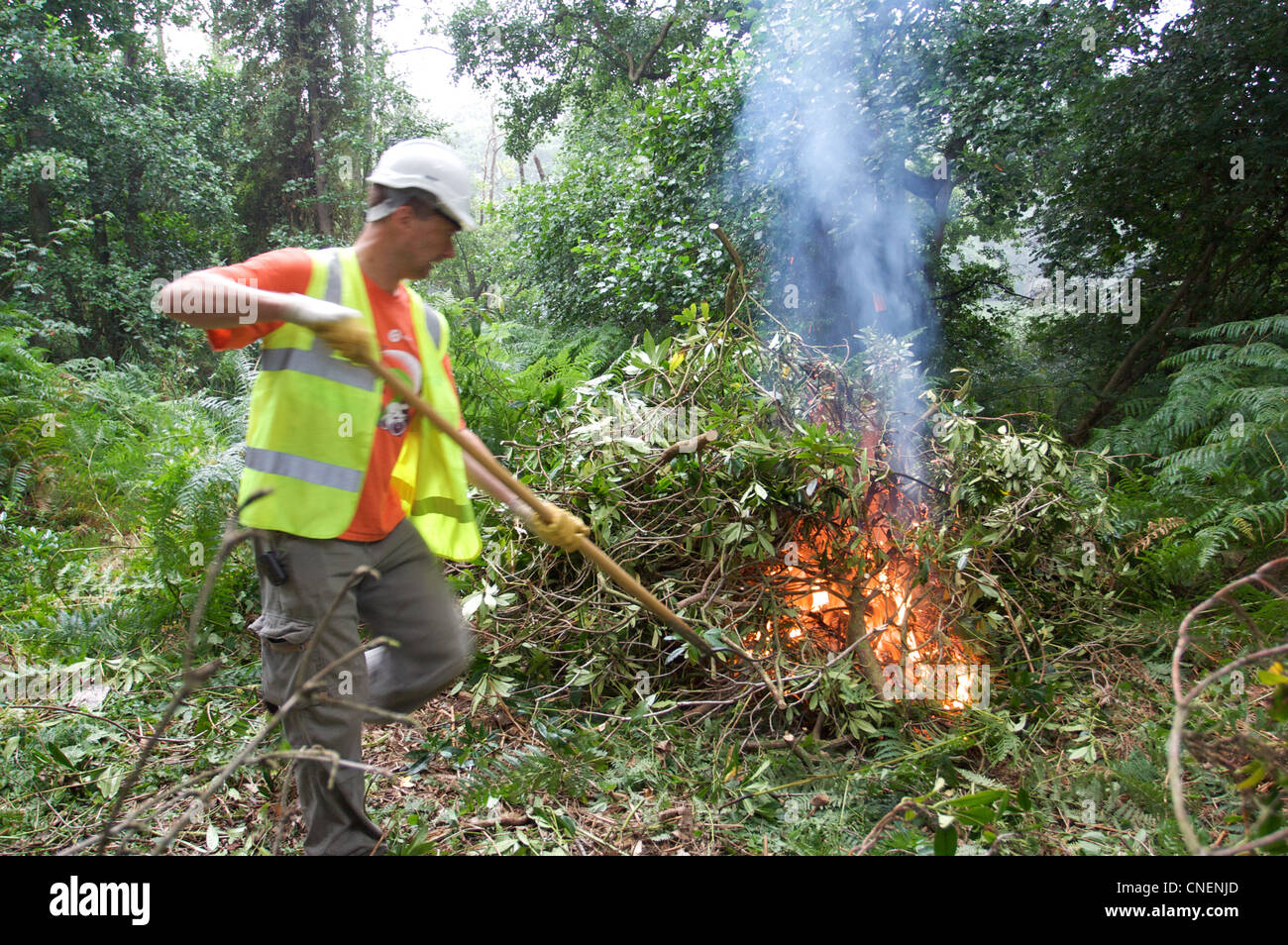 Man burning weeds, bonfire, adult male control fire in woodland ...