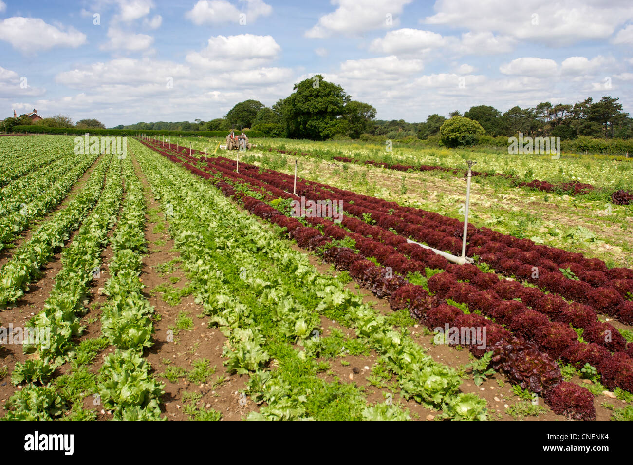 Farm plot hi-res stock photography and images - Alamy
