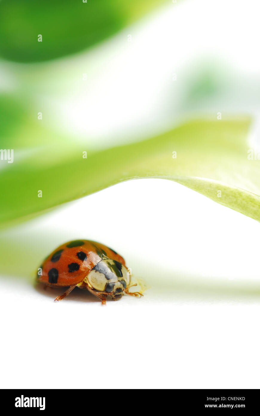 Macro ladybug and nature leaf Stock Photo - Alamy