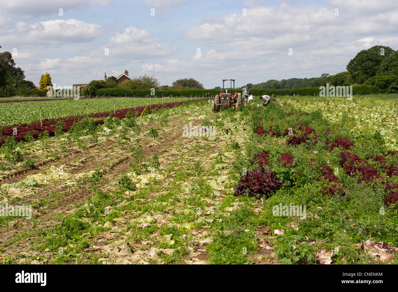 Vegetable plot, lettuce farm,harvesting crop, Norfolk,UK Stock Photo ...