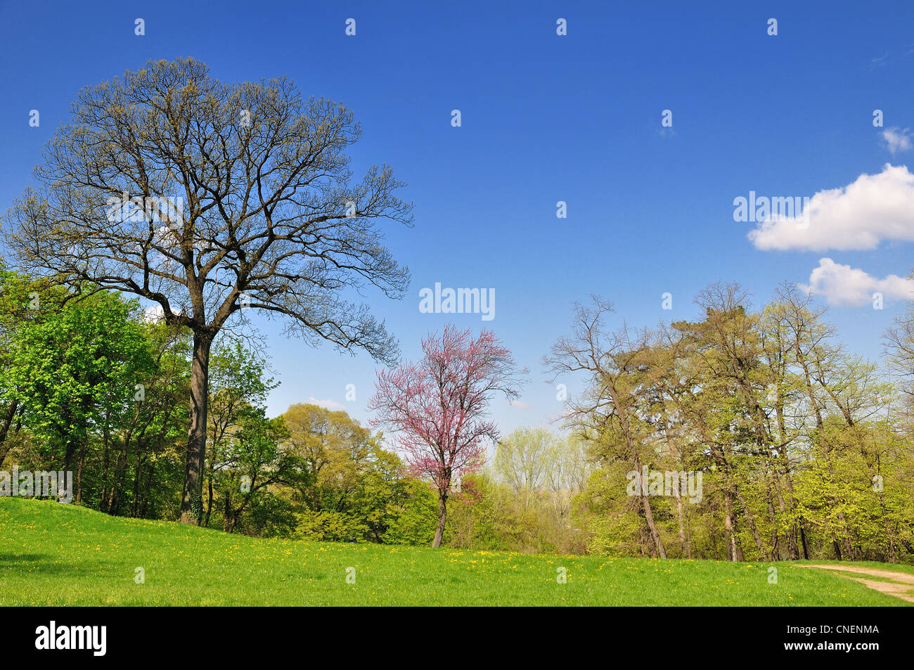 Spring morning with blossom trees in the park Stock Photo - Alamy