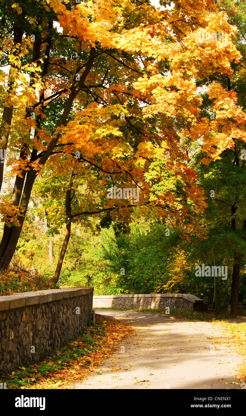 Fine autumnal path between many-coloured trees Stock Photo - Alamy